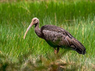 Giant Ibis - eBird