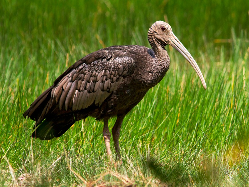 Ibis Gigante EBird