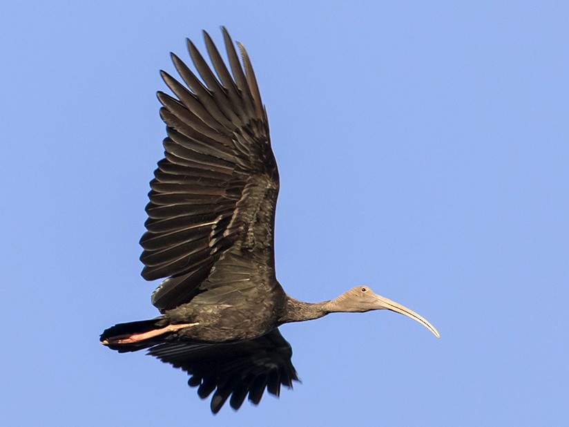 Giant Ibis - eBird