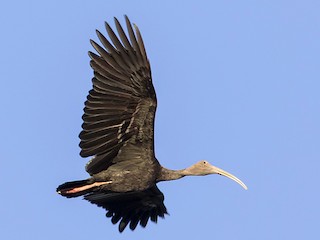 Giant Ibis - eBird
