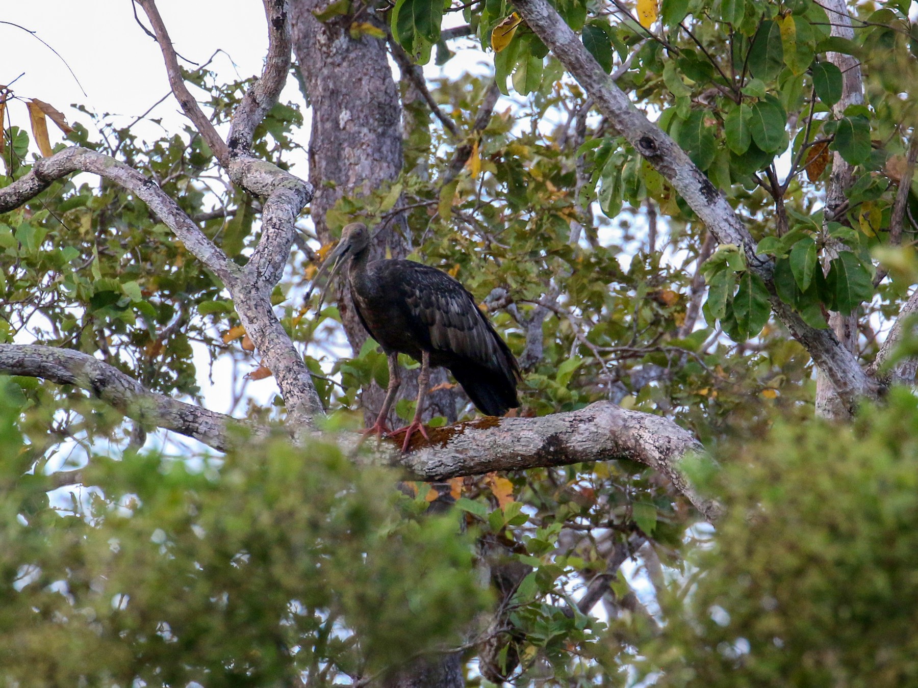 Giant Ibis - eBird