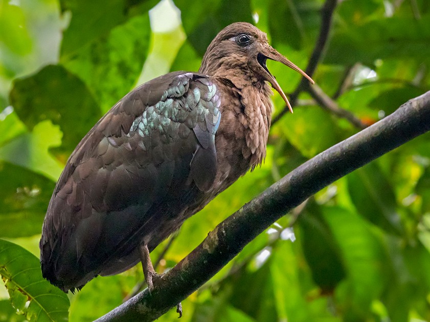 Sao Tome Ibis - eBird