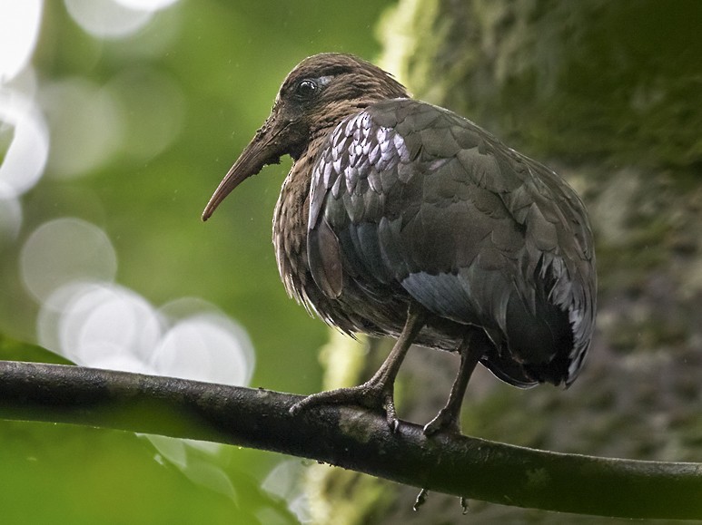 Sao Tome Ibis - eBird