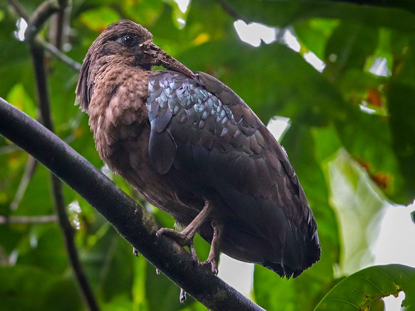 Sao Tome Ibis - eBird