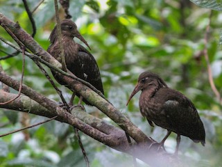 Sao Tome Ibis - eBird