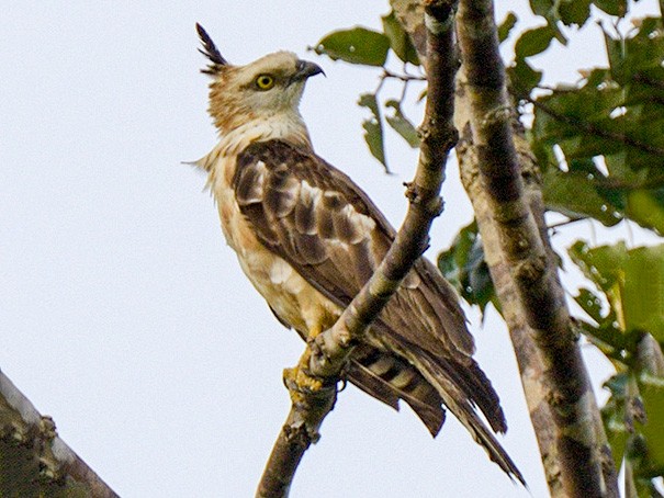 Philippine Honey-buzzard - eBird