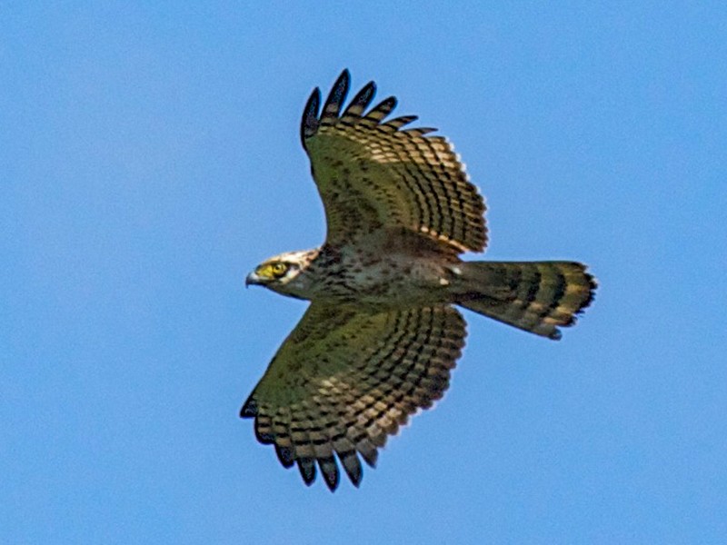 Sulawesi Serpent-Eagle - eBird