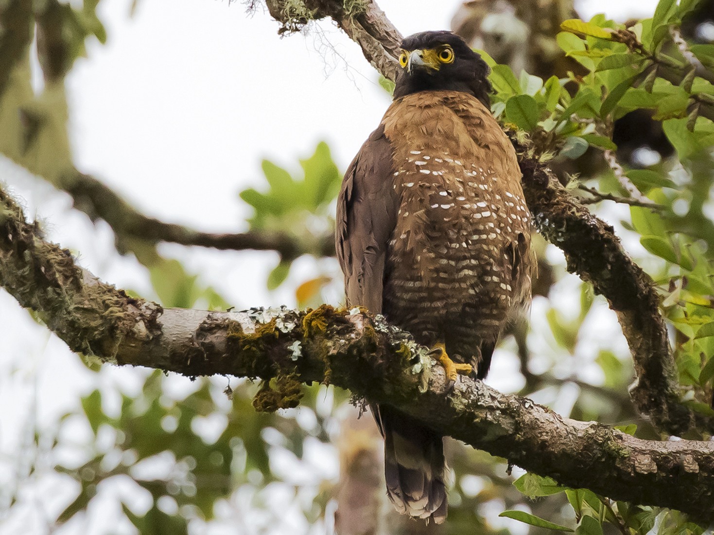 Serpentaire des Célèbes - eBird