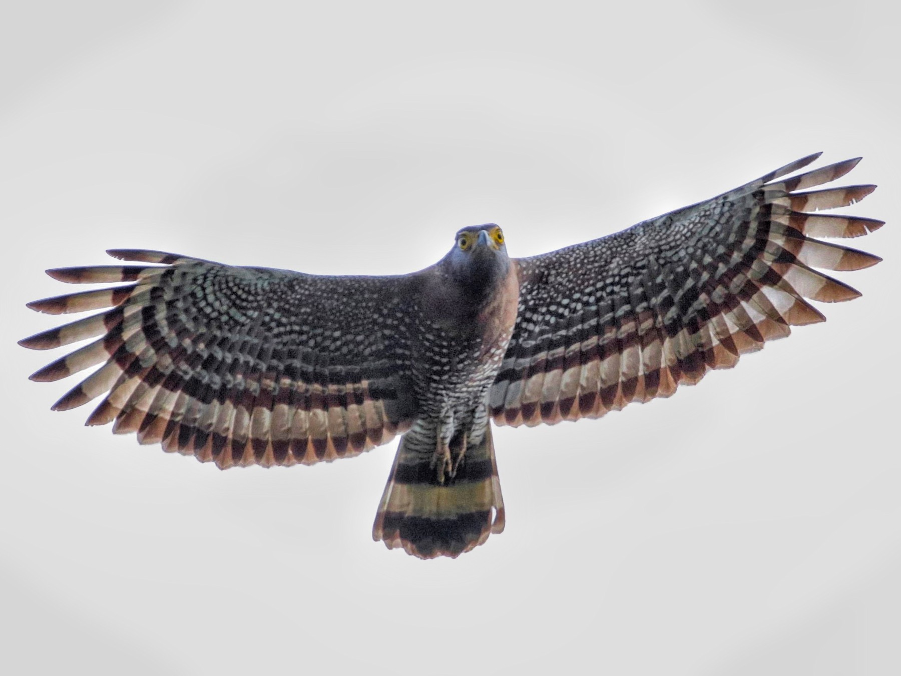 Sulawesi Serpent-Eagle - eBird