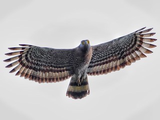 Sulawesi Serpent-Eagle - eBird