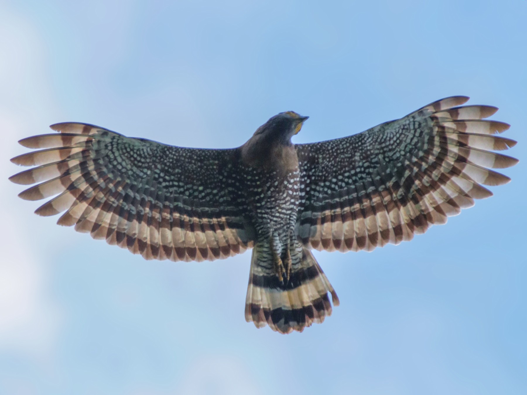 Sulawesi Serpent-Eagle - eBird