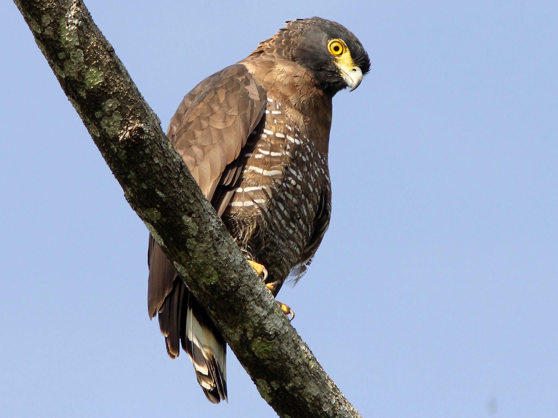 Sulawesi Serpent-Eagle - eBird