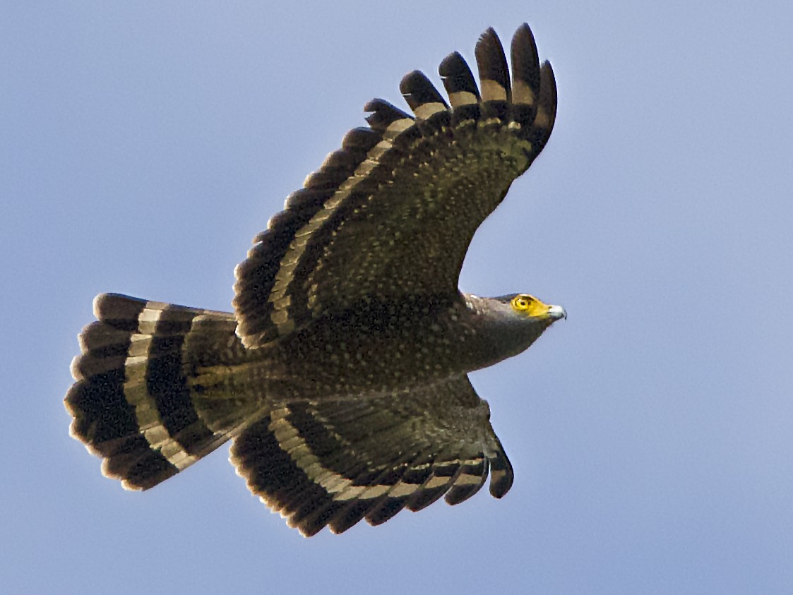 Serpentaire des Philippines - eBird