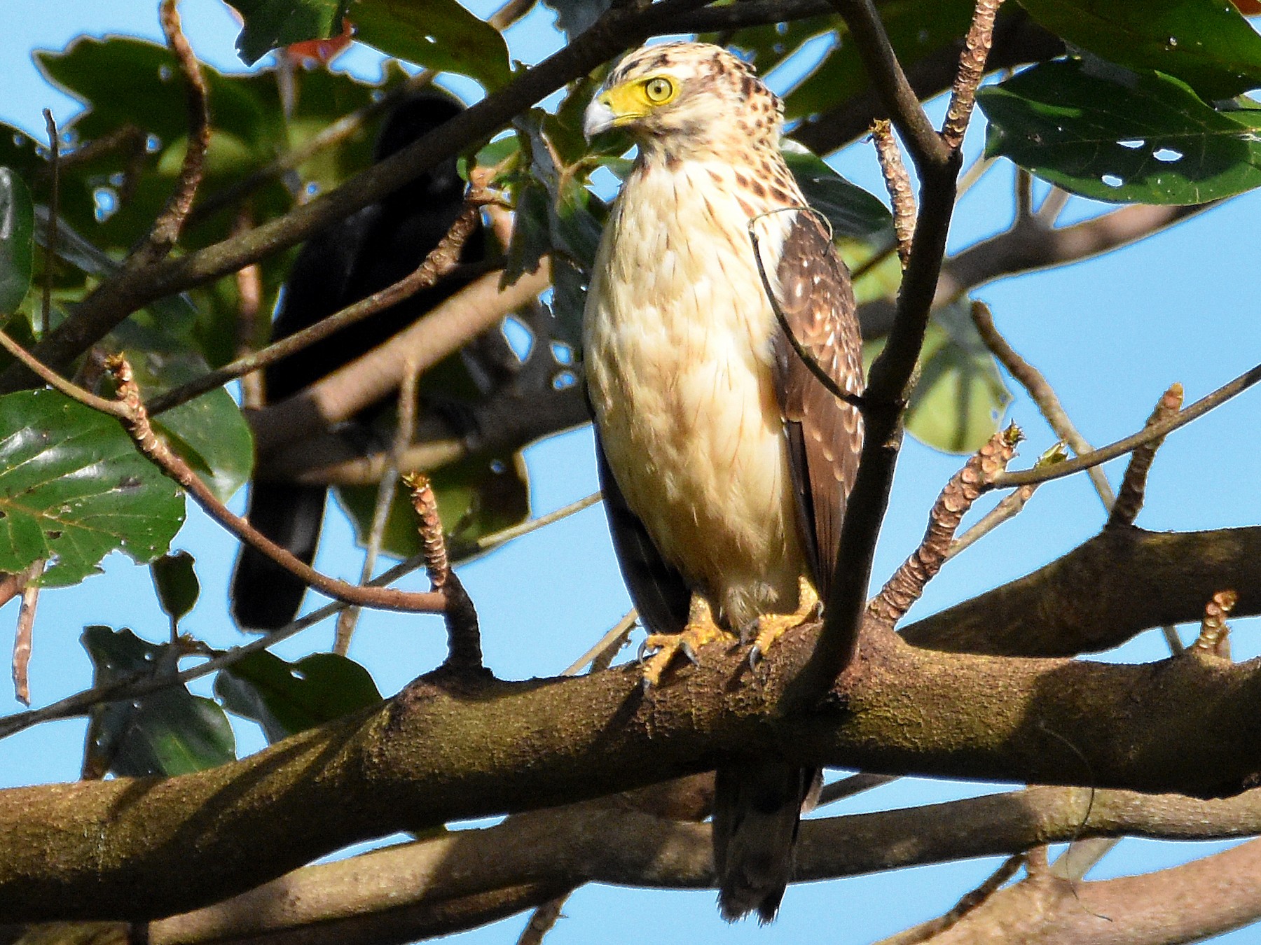 Philippine Serpent-Eagle - eBird