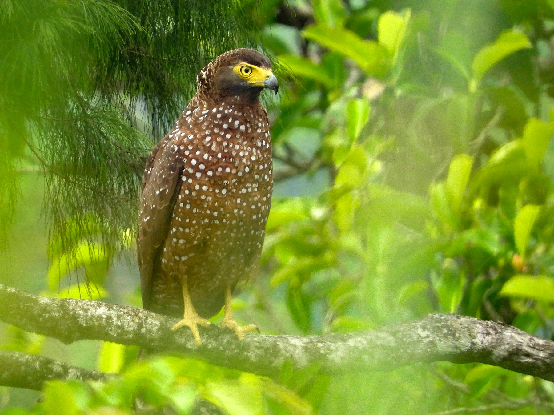 Philippine Serpent Eagle