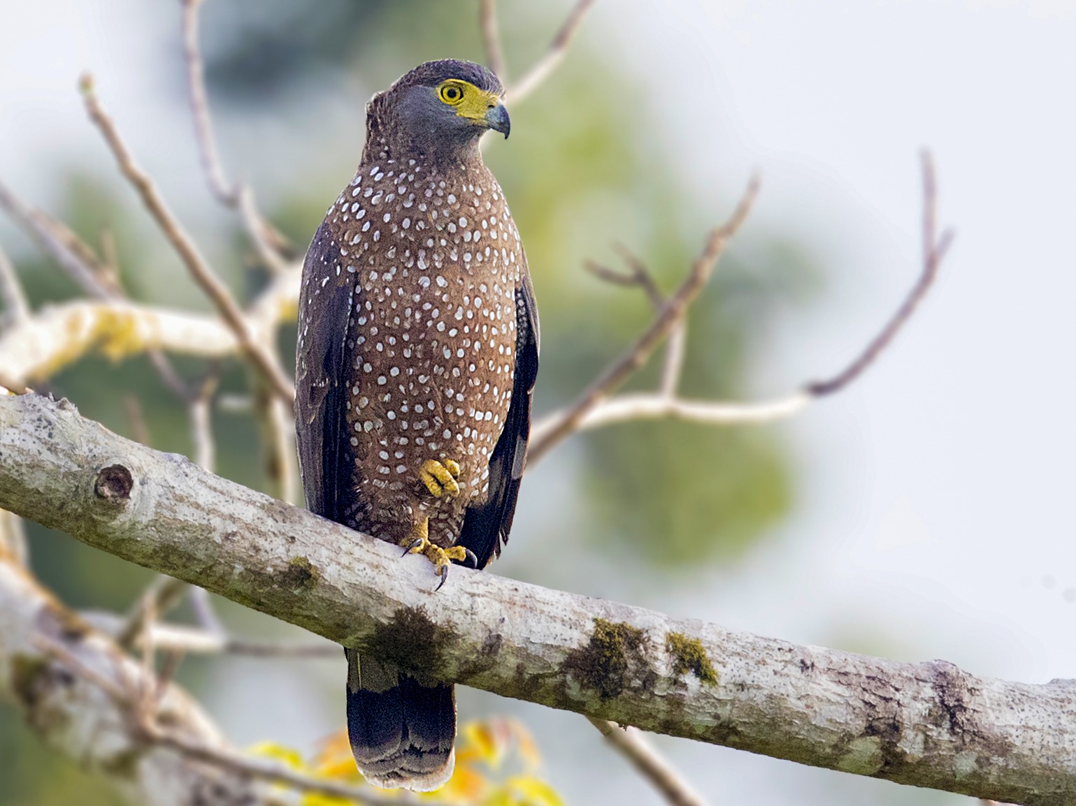 Serpent Eagle