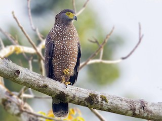 Philippine Serpent-Eagle - eBird