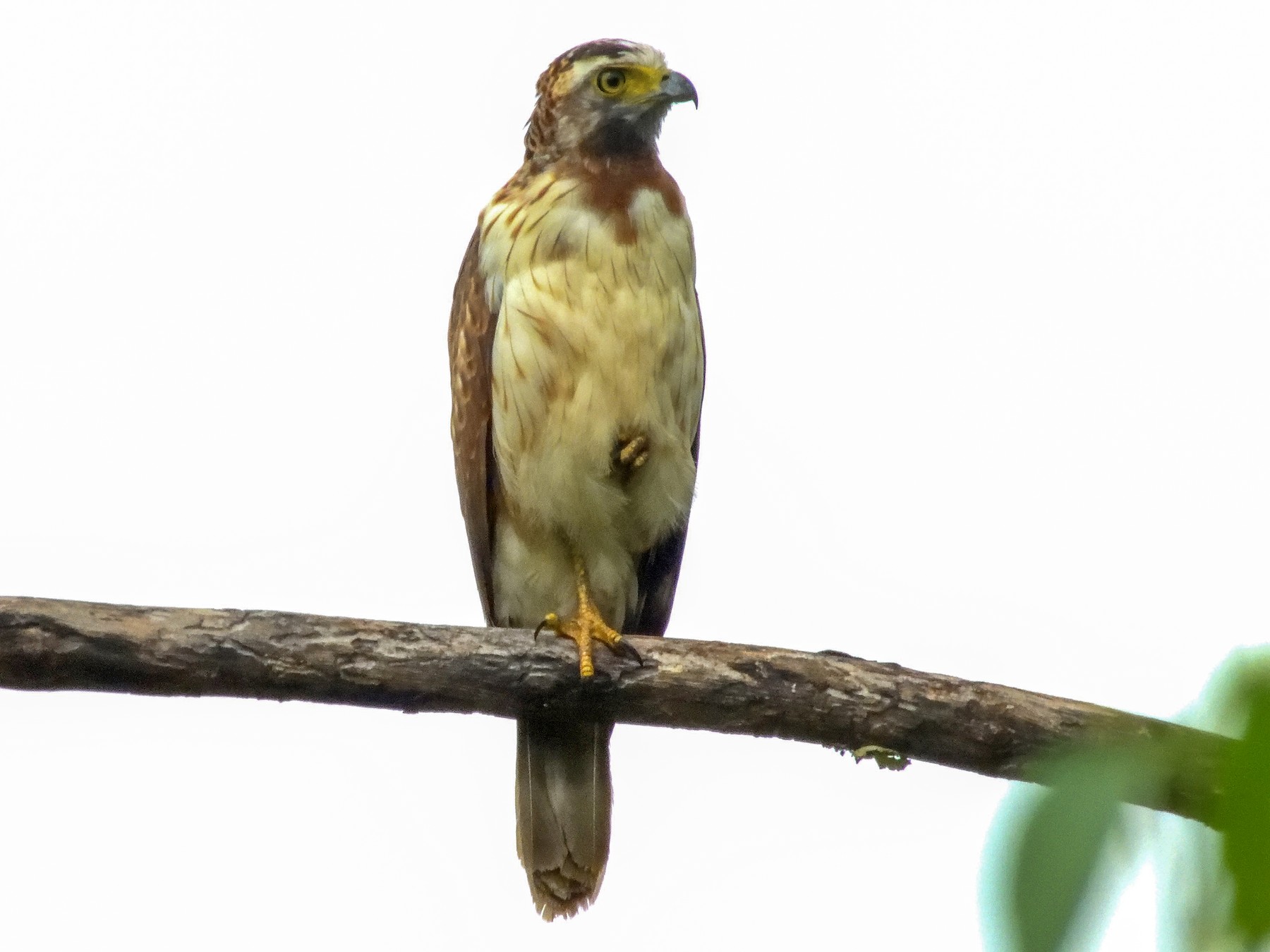 Serpentaire des Philippines - eBird