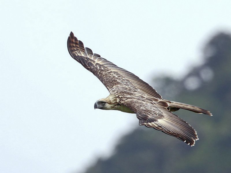 Philippine Eagle - eBird