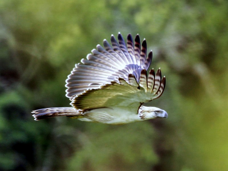 Philippine Eagle - eBird