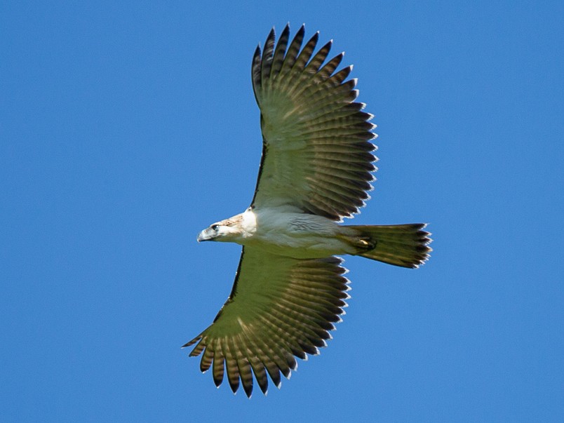 Philippine Eagle - eBird