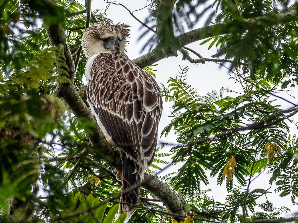 Philippine Eagle - eBird