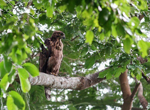 Philippine Hawk-Eagle - eBird