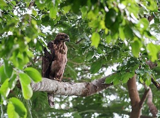 Philippine Hawk-Eagle - eBird