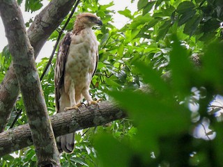 Philippine Hawk-Eagle - eBird
