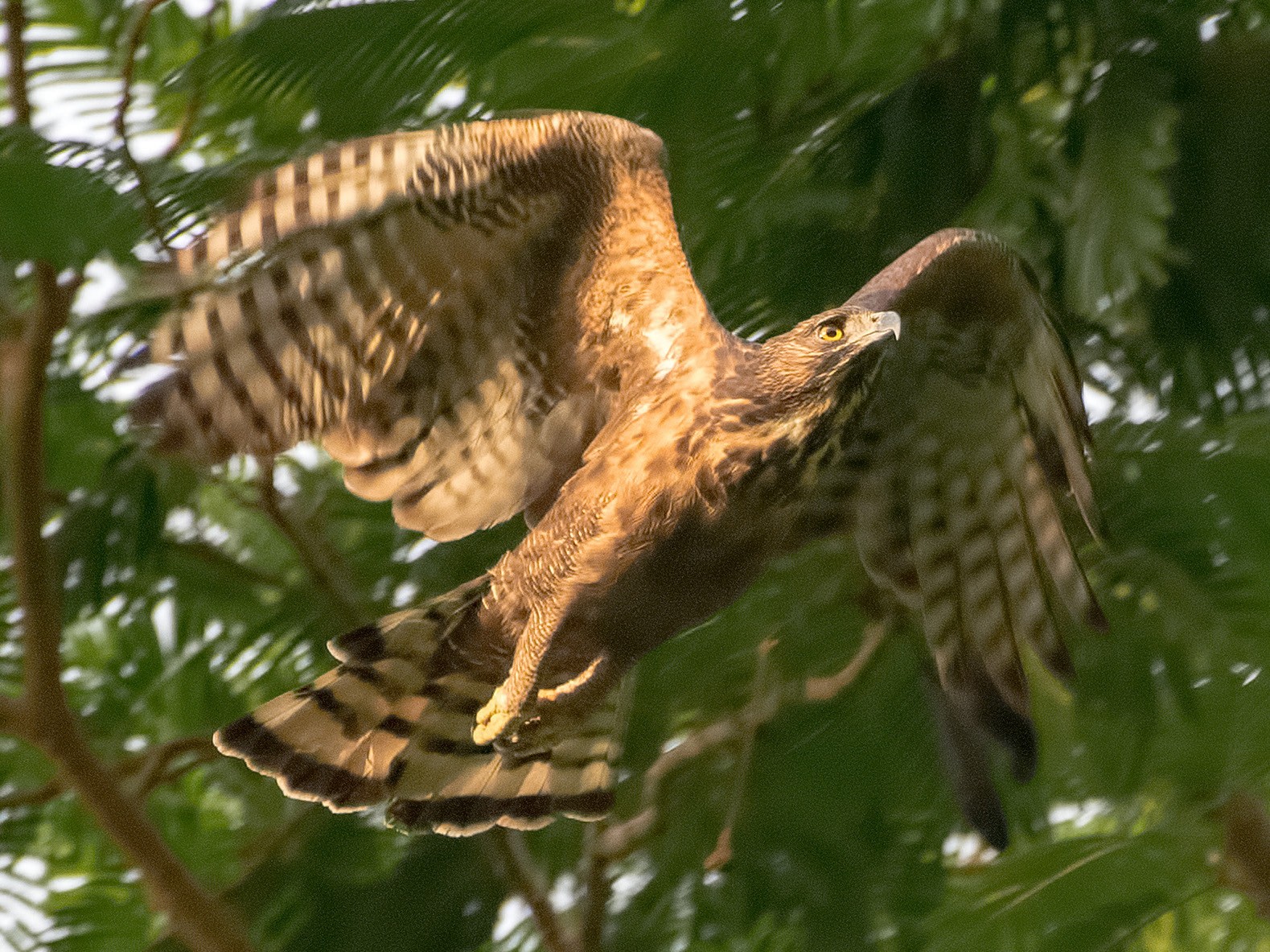 Philippine Hawk-Eagle - eBird