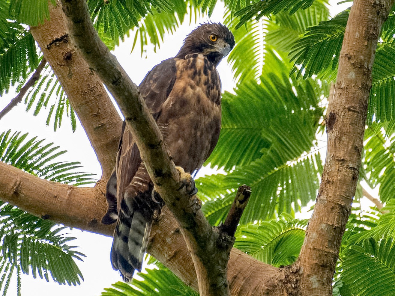 Philippine Hawk Eagle