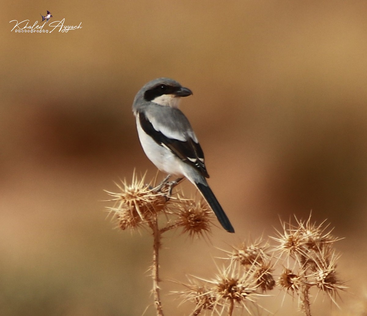 eBird Checklist - 28 Sep 2019 - saida - 4 species