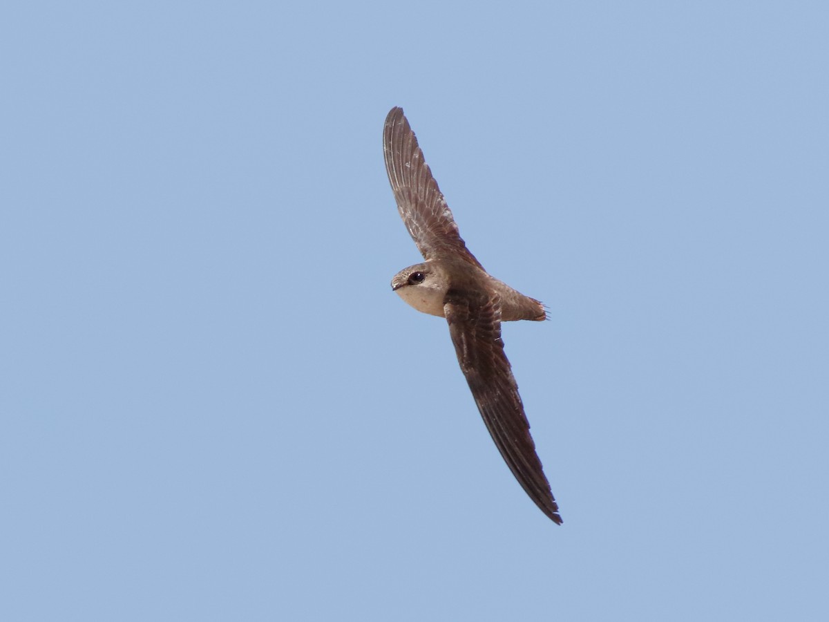 Vaux's Swift - Chaetura vauxi - Birds of the World