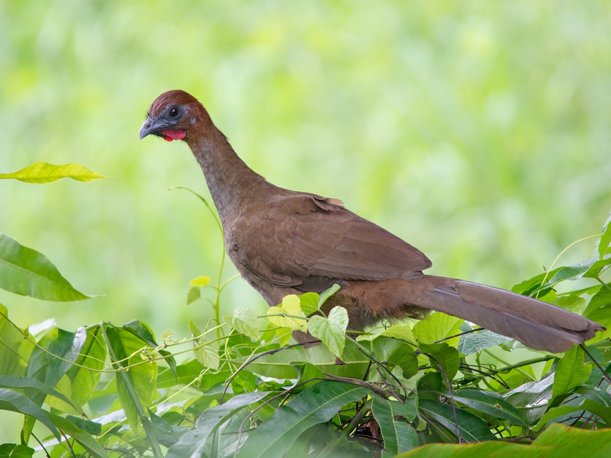 Variable Chachalaca - Ortalis motmot - Birds of the World