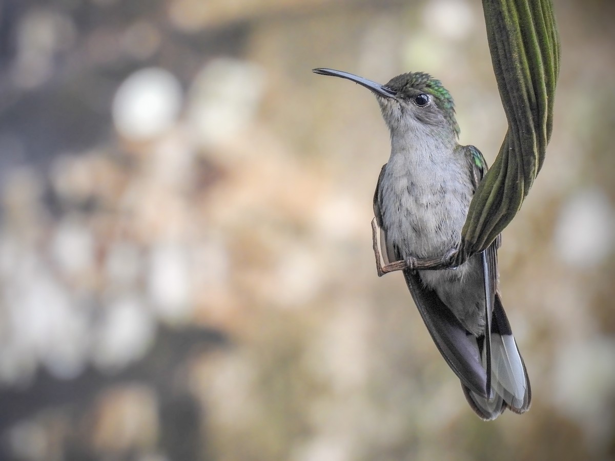 Gray-breasted Sabrewing - Campylopterus largipennis - Birds of the World