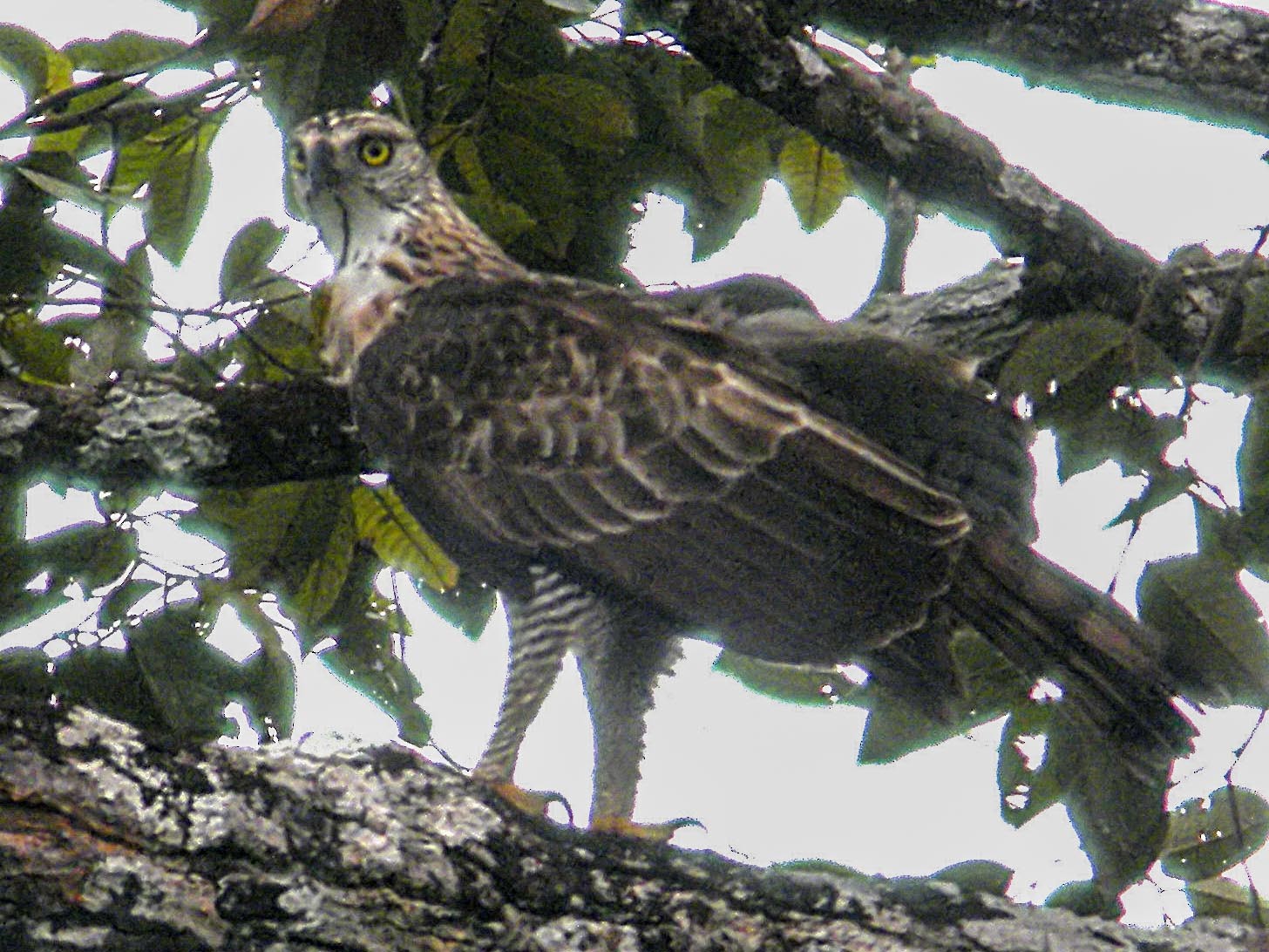 Pinsker's Hawk-Eagle - eBird