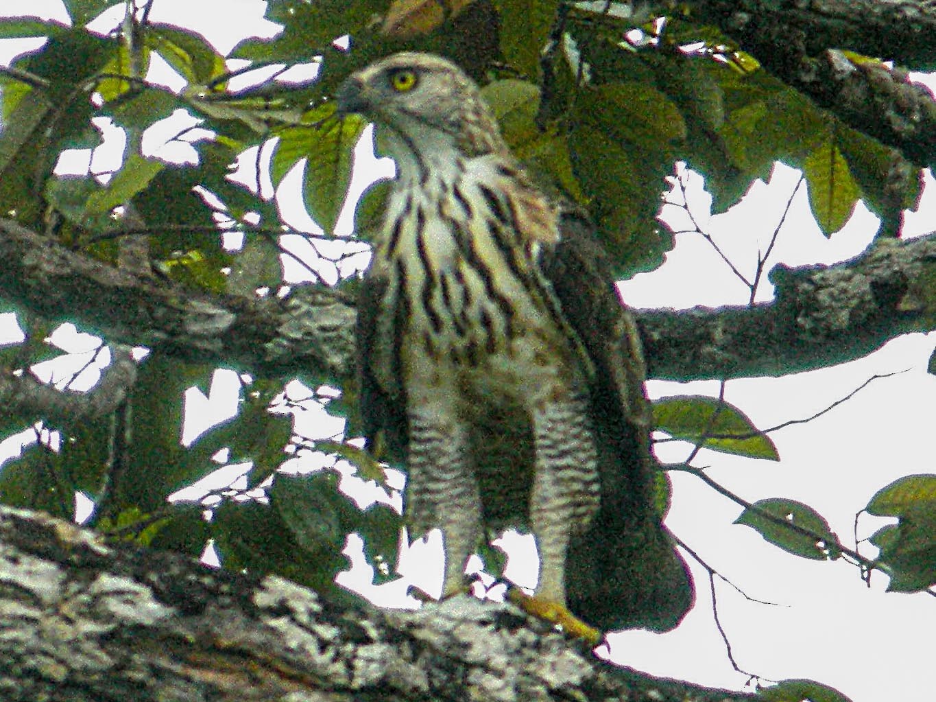 Pinsker's Hawk-Eagle - eBird