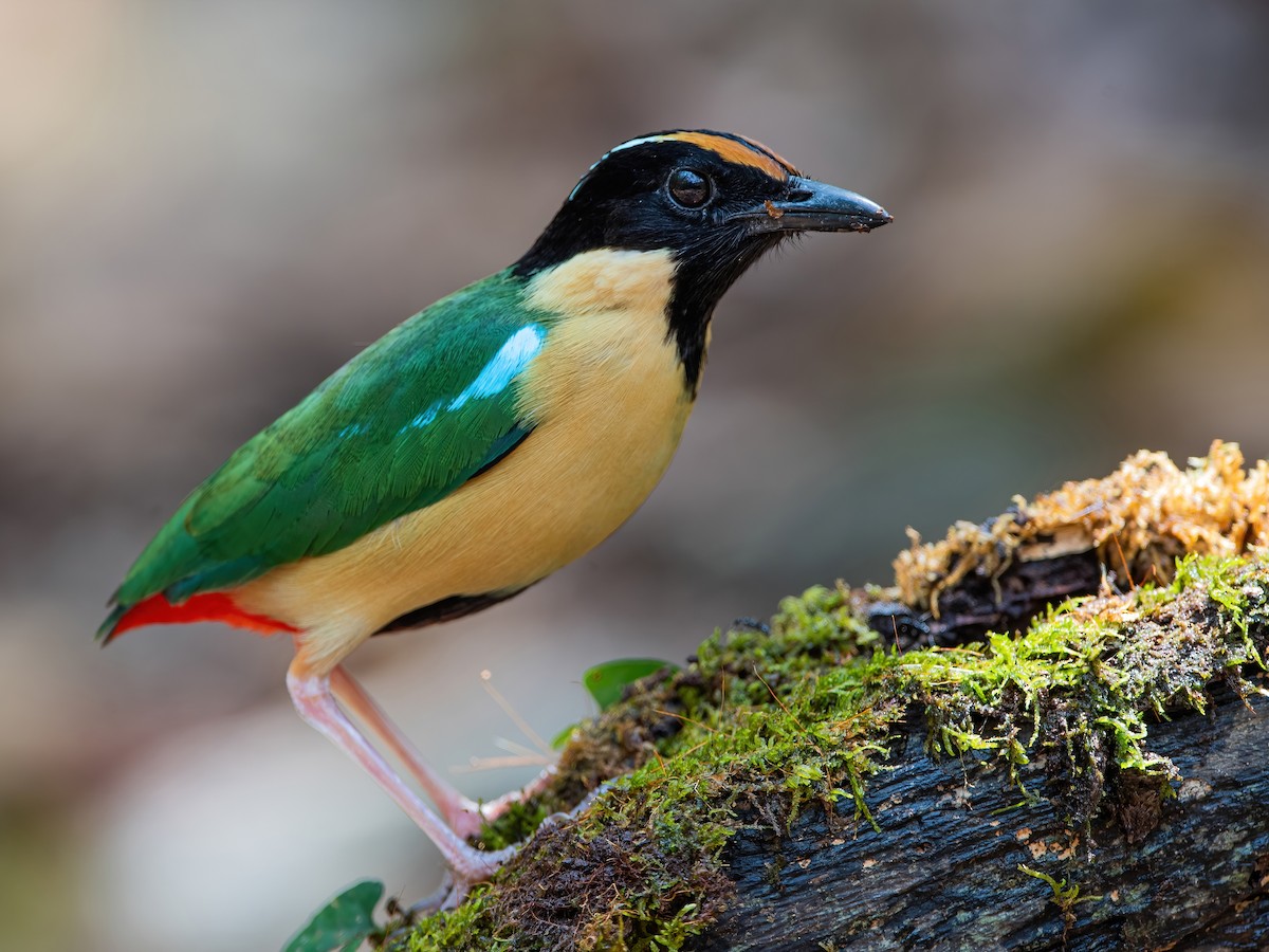 Ornate Pitta - Pitta concinna - Birds of the World