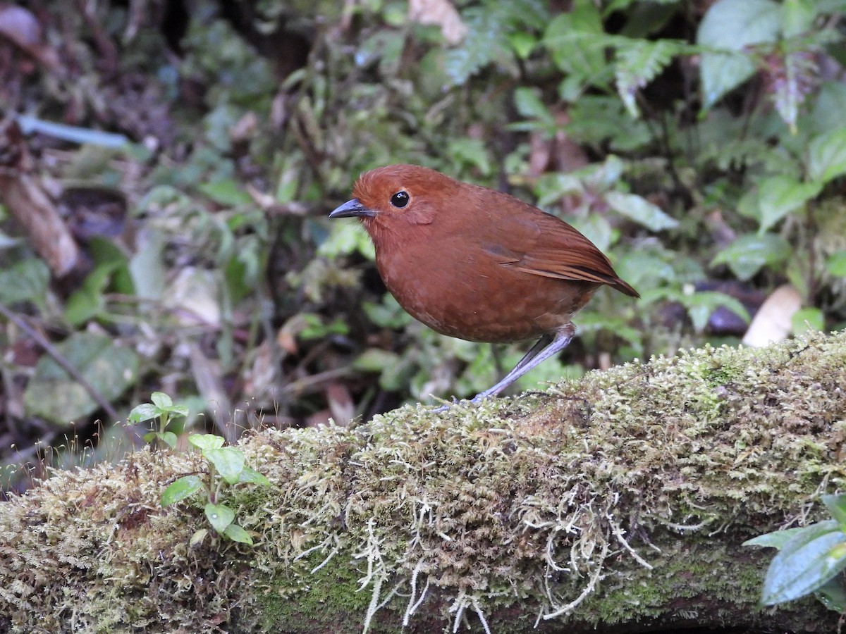 Chami Antpitta - Grallaria alvarezi - Birds of the World