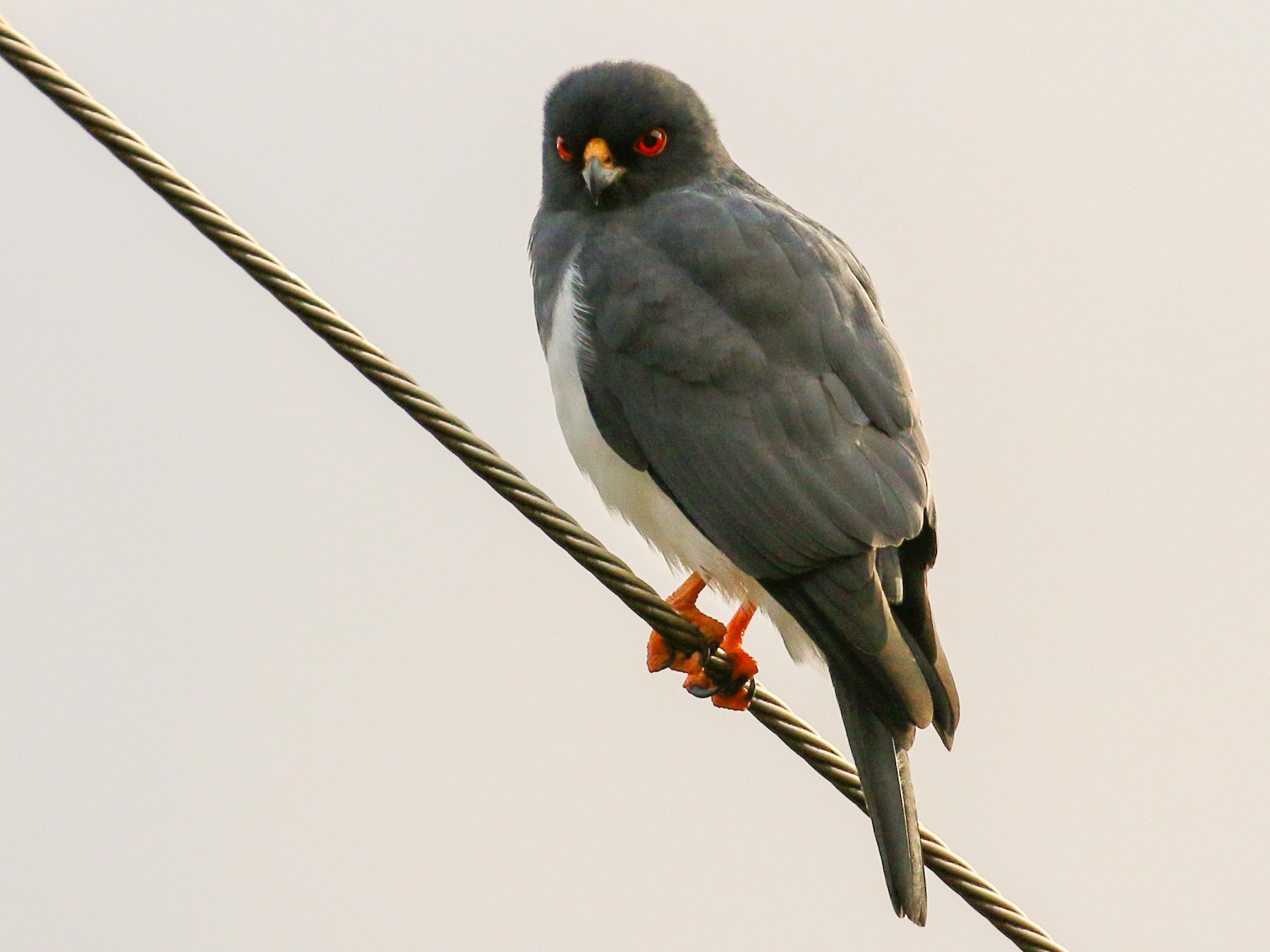 Gavilán de Nueva Caledonia - eBird