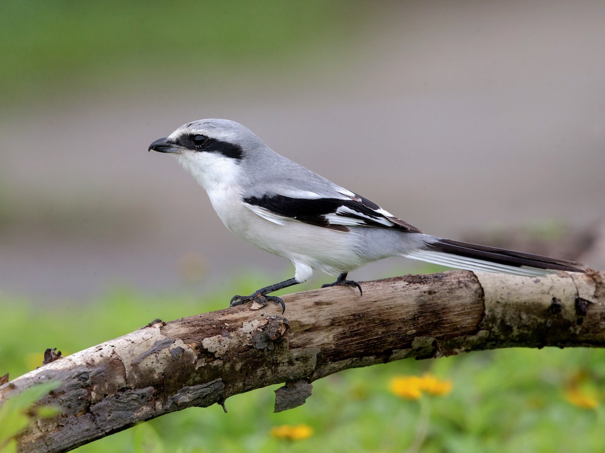 Chinese Gray Shrike - Lanius sphenocercus - Birds of the World