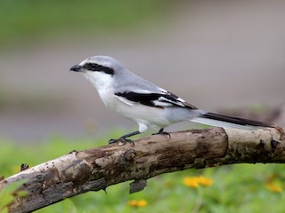 Chinese Gray Shrike - Lanius sphenocercus - Birds of the World