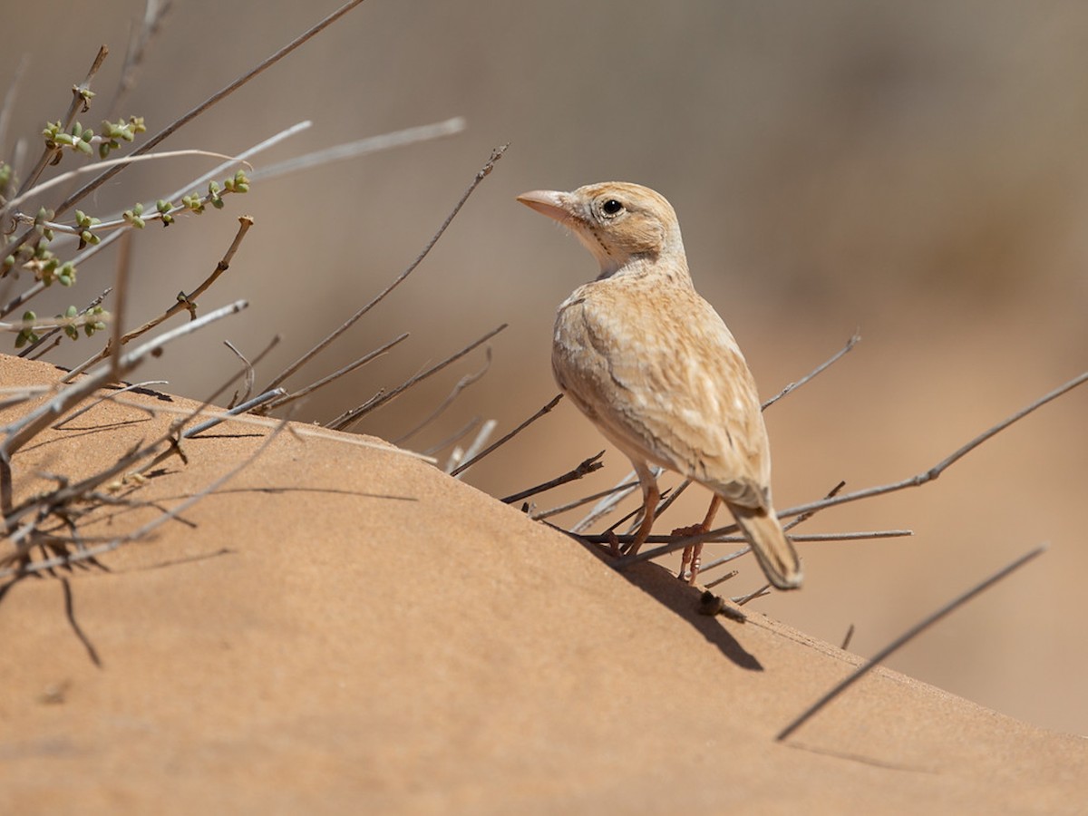 Dunn's Lark - Eremalauda dunni - Birds of the World