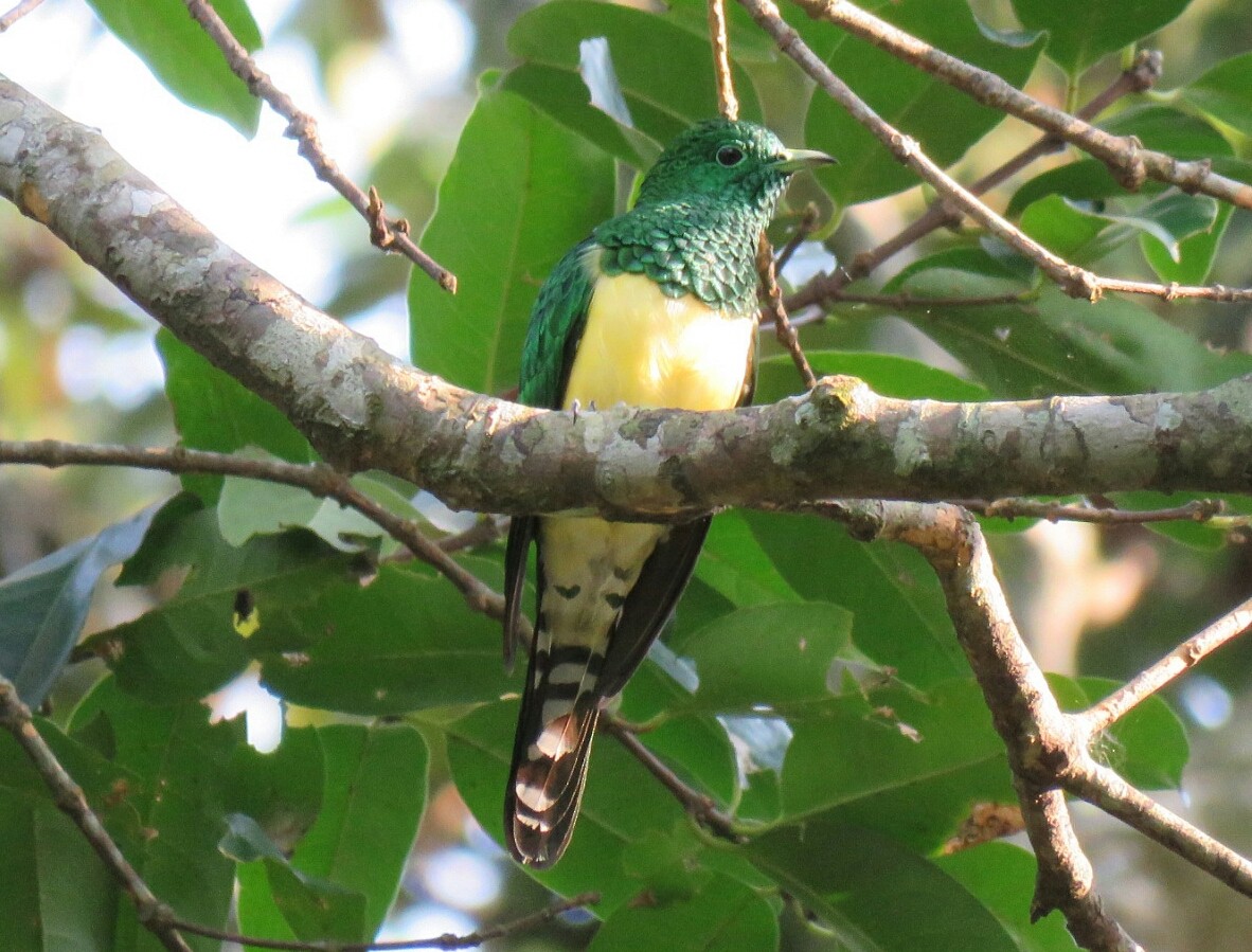 Cuclillo esmeralda africano (cupreus) - eBird