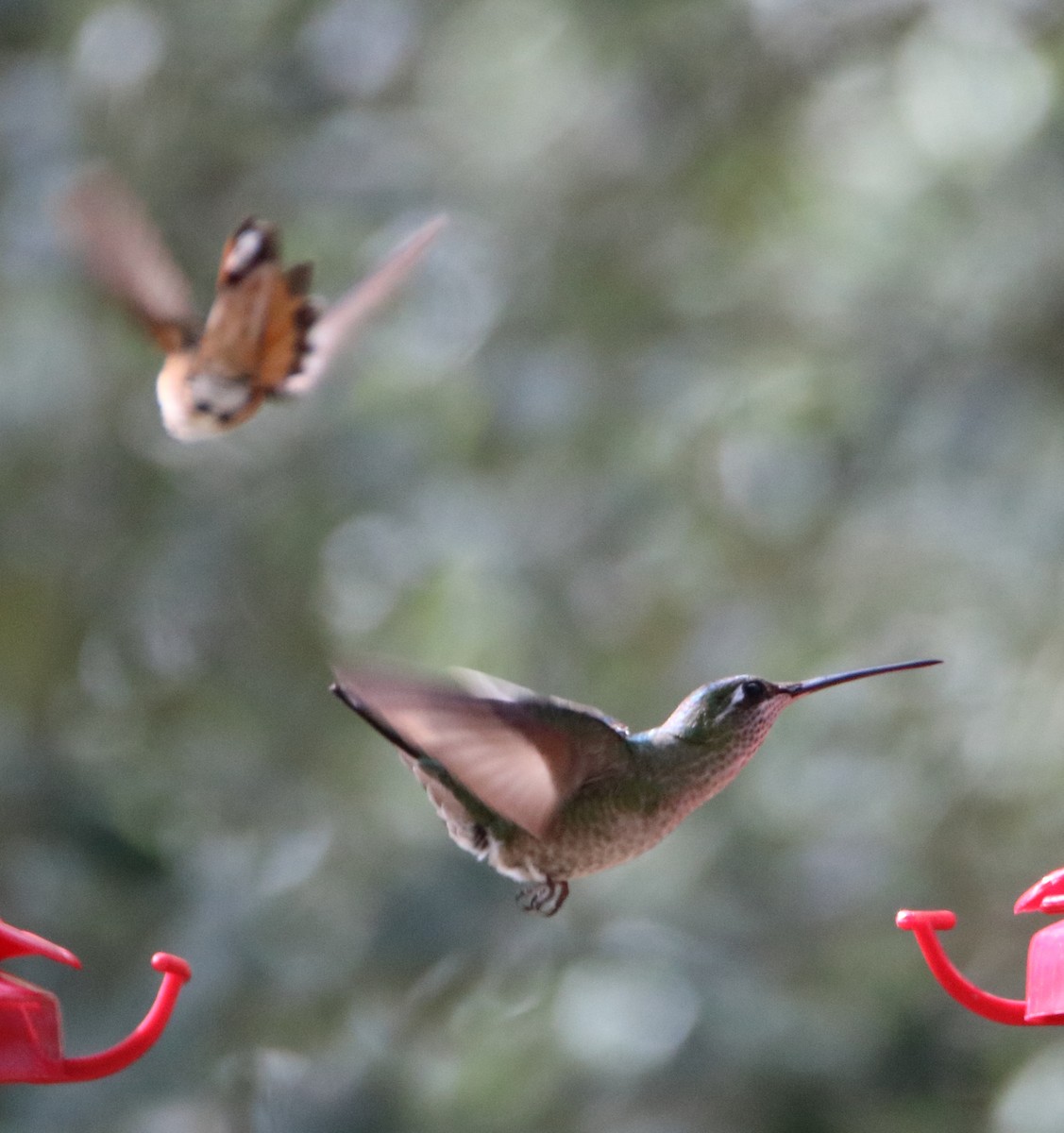 eBird Checklist - 20 Aug 2021 - Davis Mountains Resort (Restricted ...