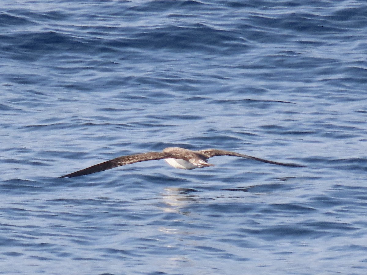 eBird Checklist - 24 Aug 2021 - Auto selected 38.16934, 26.31941 - 4 ...