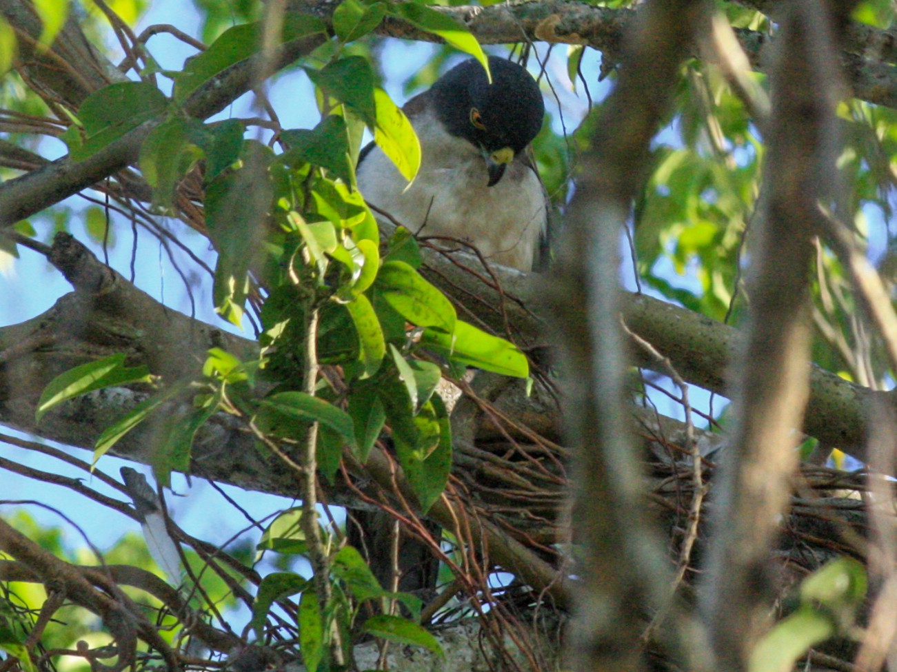 Imitator Goshawk - eBird