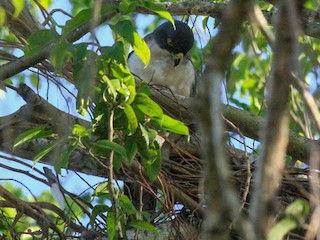 Imitator Goshawk - eBird