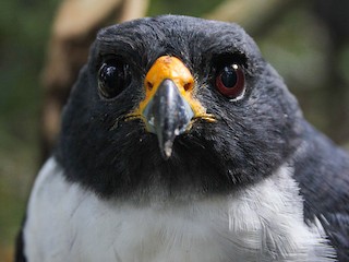 Imitator Goshawk - eBird