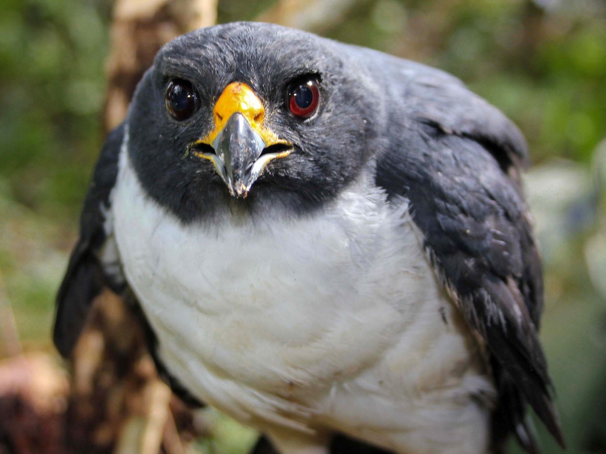 Imitator Sparrowhawk - Tachyspiza imitator - Birds of the World